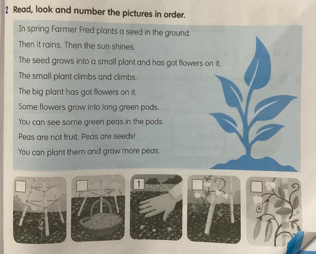 2 Read, look and number the pictures in order. In spring Farmer Fred ...